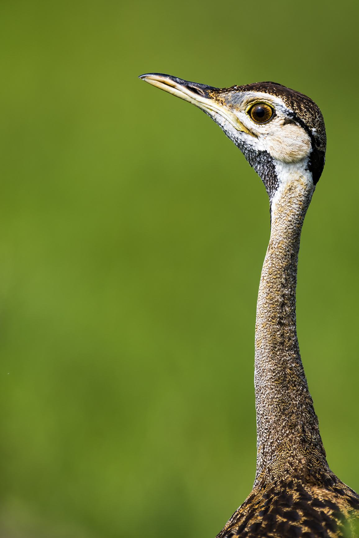 Vogel frei! Acht schräge Vögel gesammelt in einer Fotostrecke | Africa ...