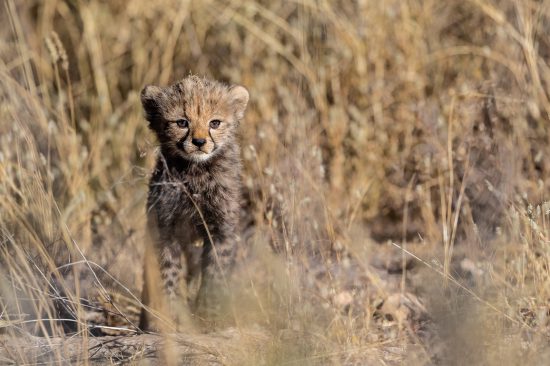 Best of APOTY 2018 | Africa's Photographer of the Year Blog